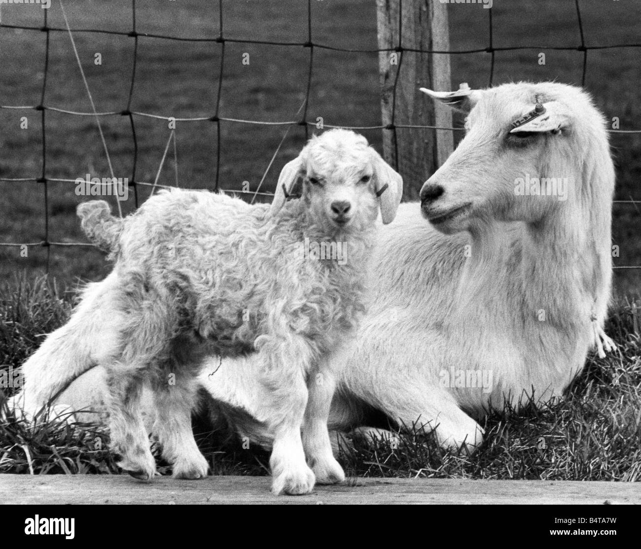 A nanny goat with her kid Stock Photo - Alamy