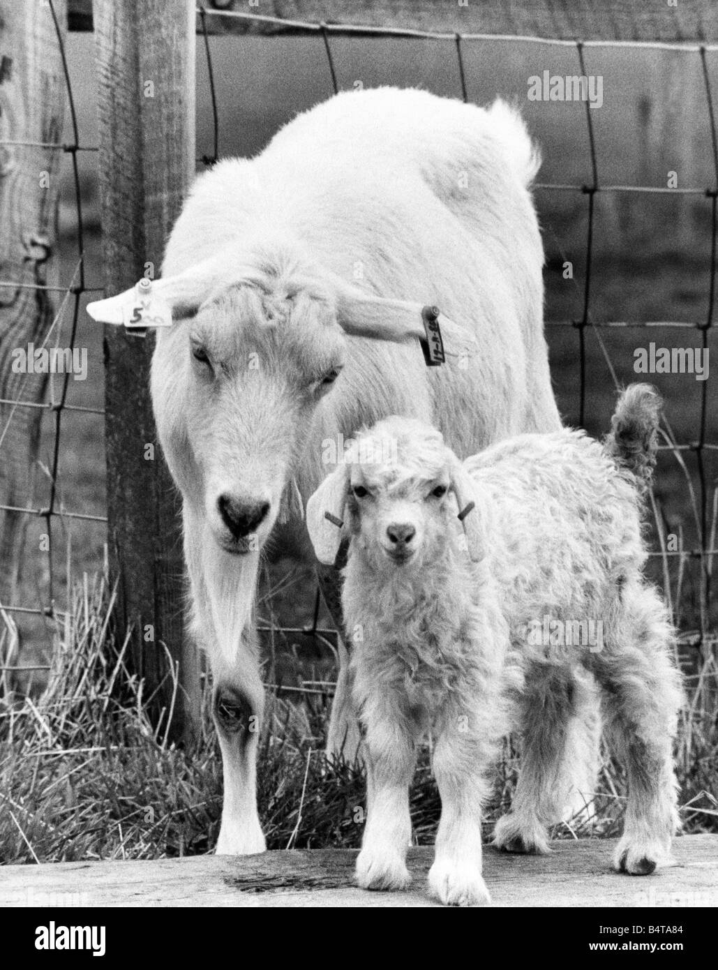 A nanny goat with her kid Stock Photo - Alamy