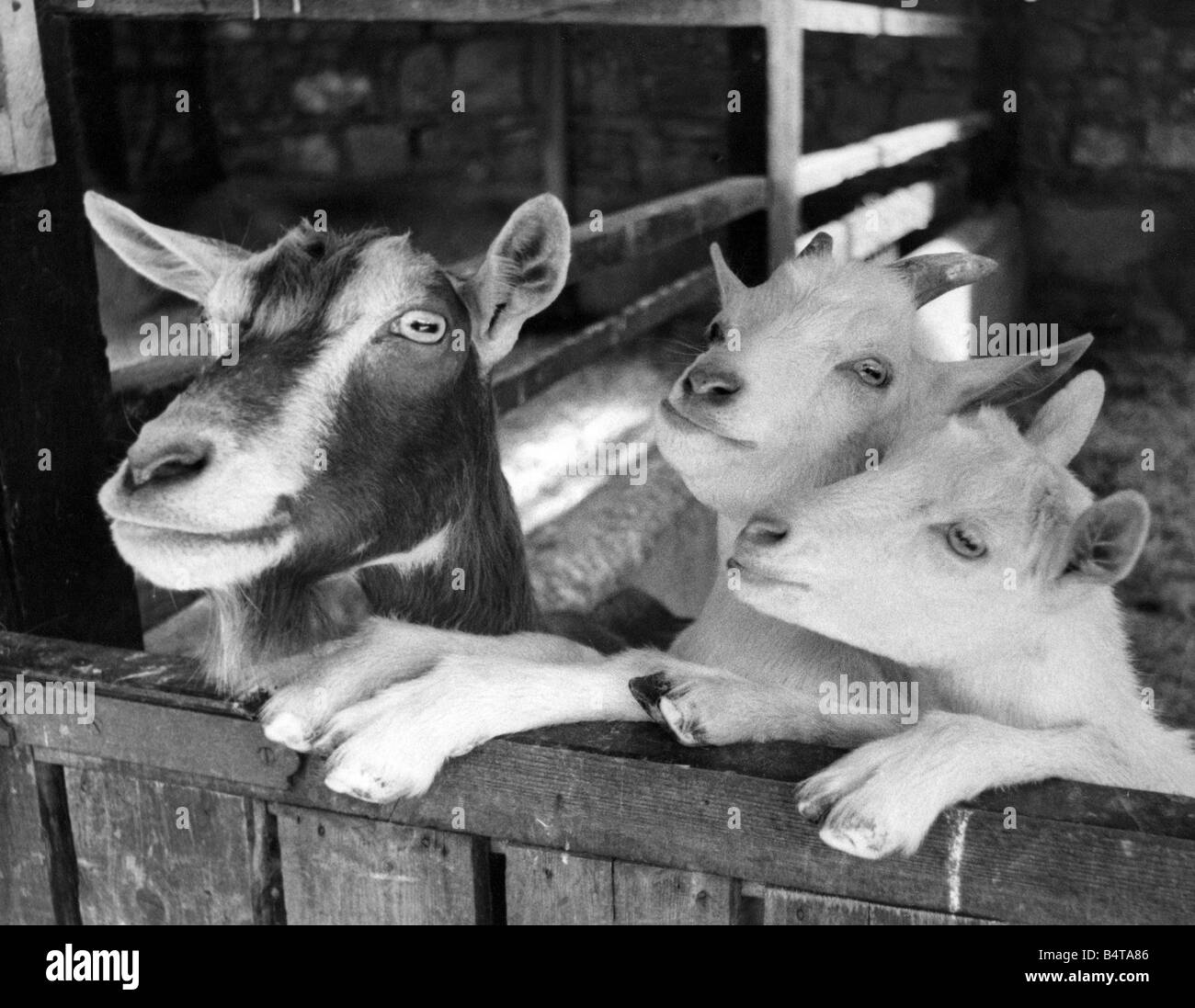 Nanny goat Black and White Stock Photos & Images - Alamy