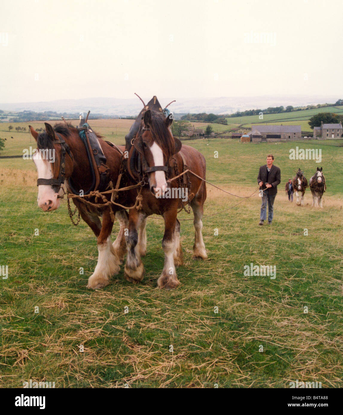 Shire horses being trained on a farm Stock Photo - Alamy