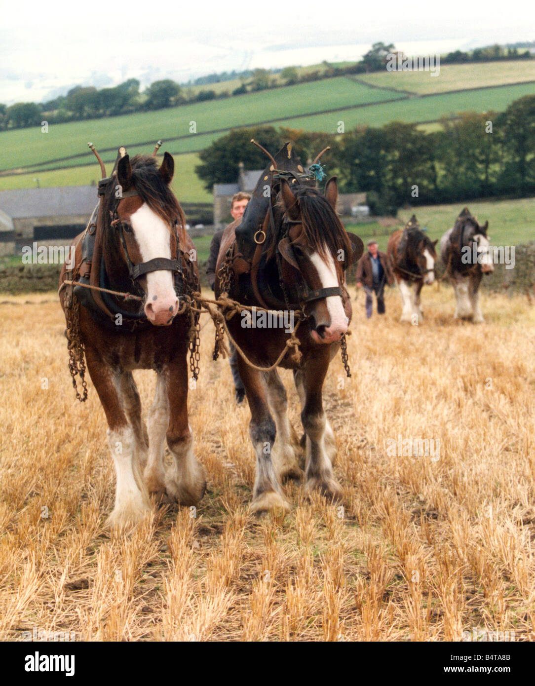 Shire horses being trained on a farm Stock Photo - Alamy