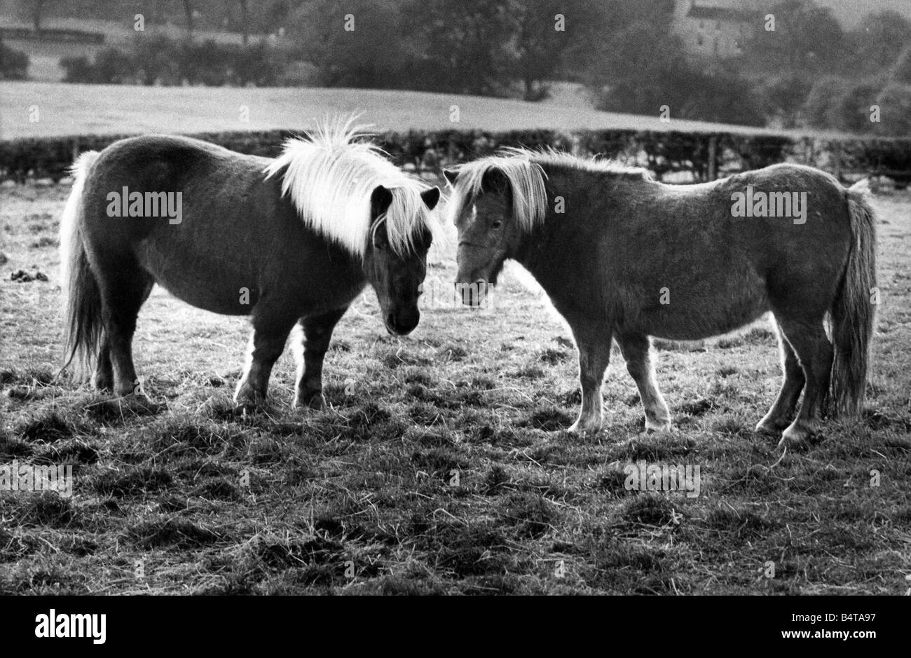 Two ponies Black and White Stock Photos & Images - Alamy