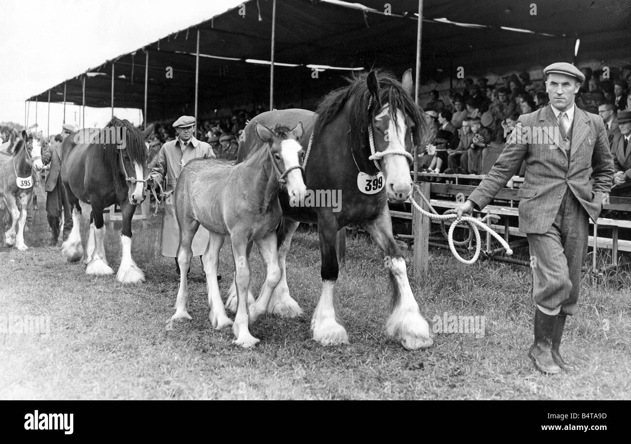 The Grand Parade of horse at the Durham County Show Stock Photo - Alamy