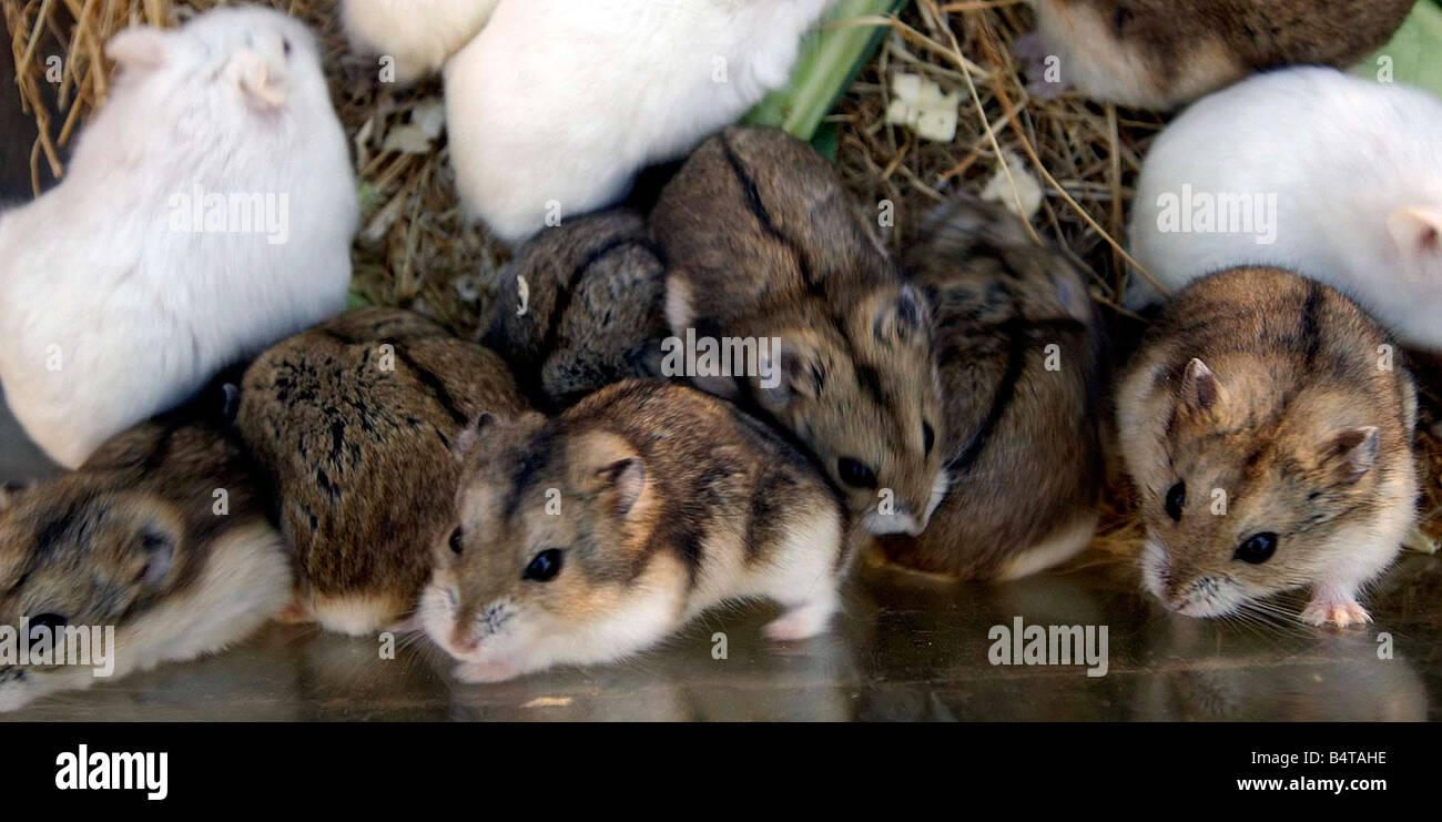Russian hamsters hi-res stock photography and images - Alamy