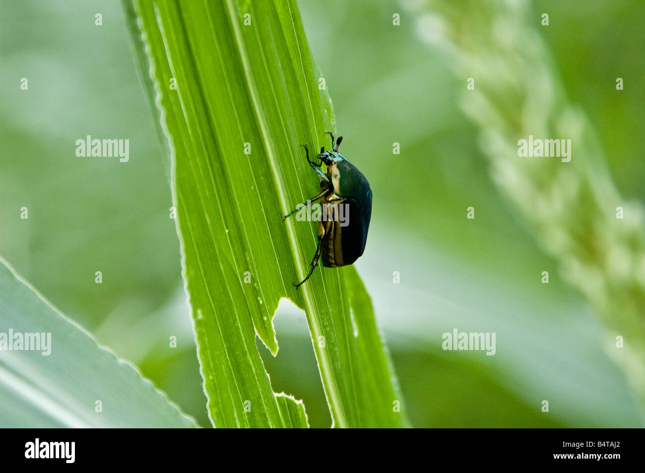 Corn bug hi-res stock photography and images - Alamy