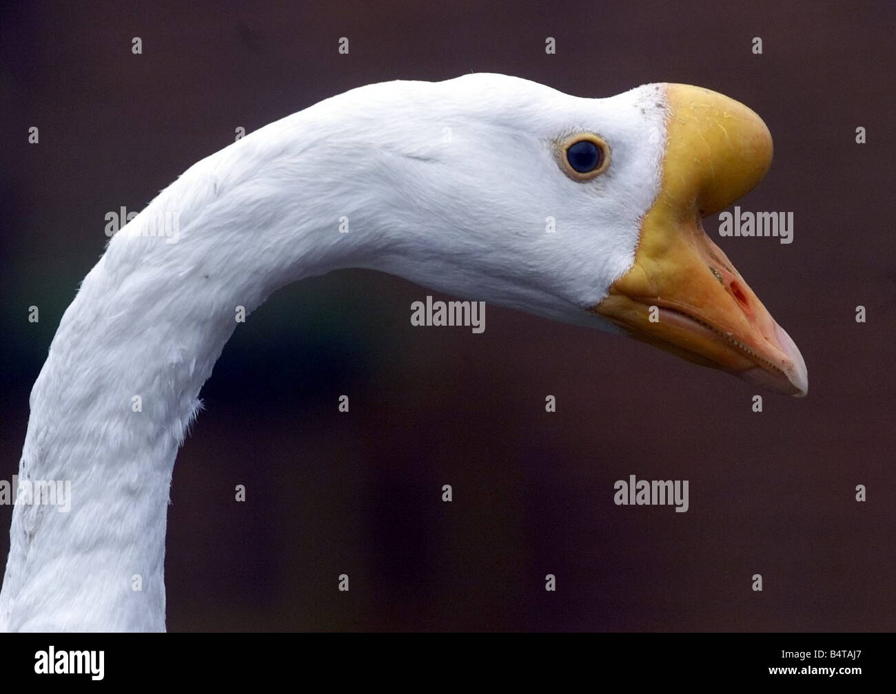 Chinese Guard Geese 2001 Stock Photo - Alamy
