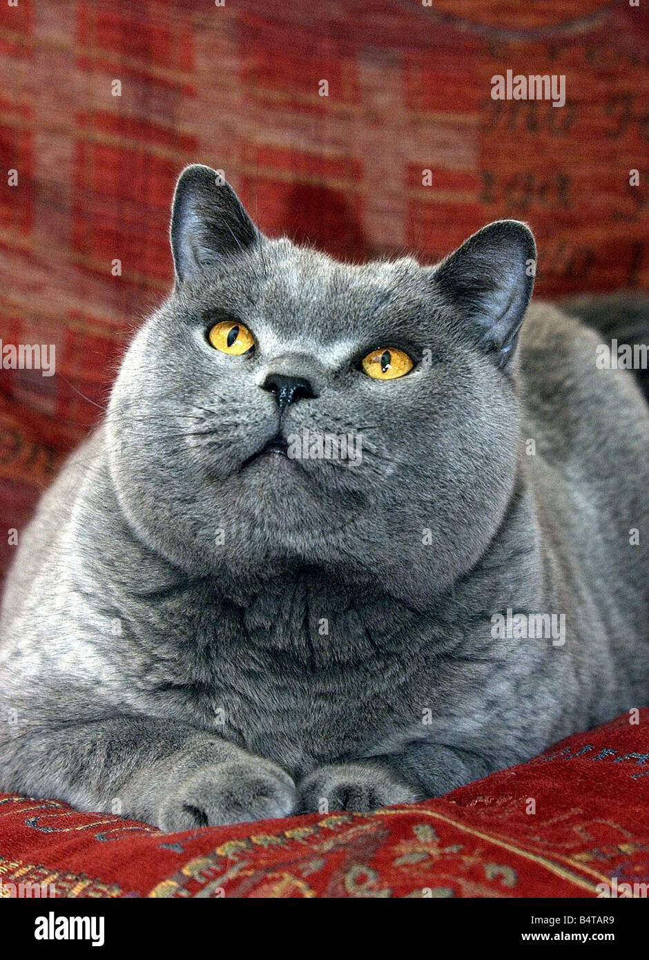 Bravest cat Bilbo 8 British Blue who disappeared on Bonfire Night 2000 ...