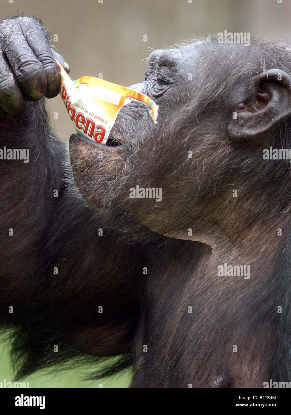Every last drop Josie the chimp cools down in the hot temperatures with ...