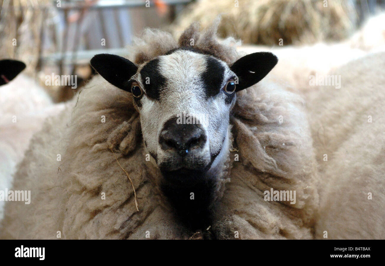 Badger Face Welsh Mountain Sheep. 2005 Stock Photo - Alamy