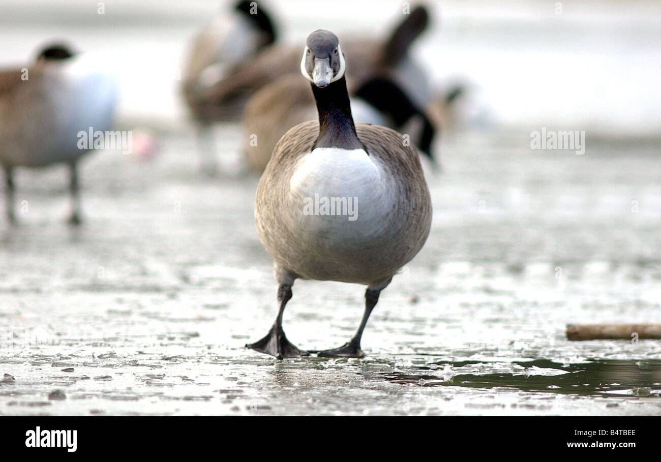 Webbed feet geese hi-res stock photography and images - Alamy
