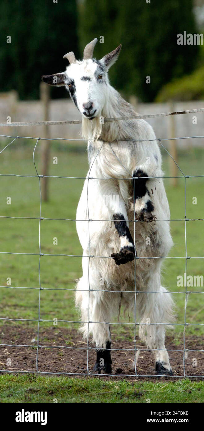 The Barnt Green Horse and Animal Rescue, Barnt Green. Daisy the goat ...