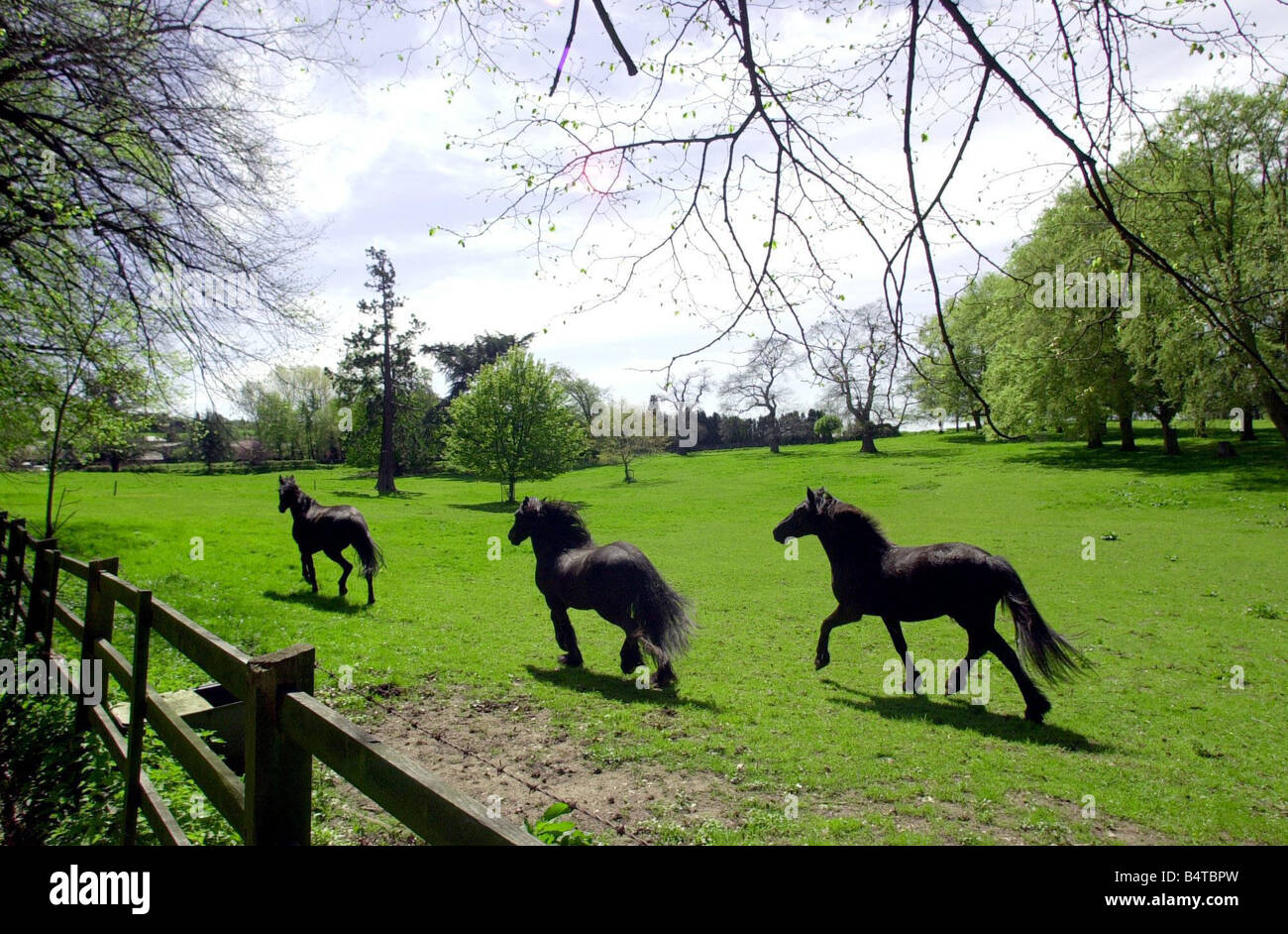 Full of the joys of spring three horses take flight in the Sunday ...