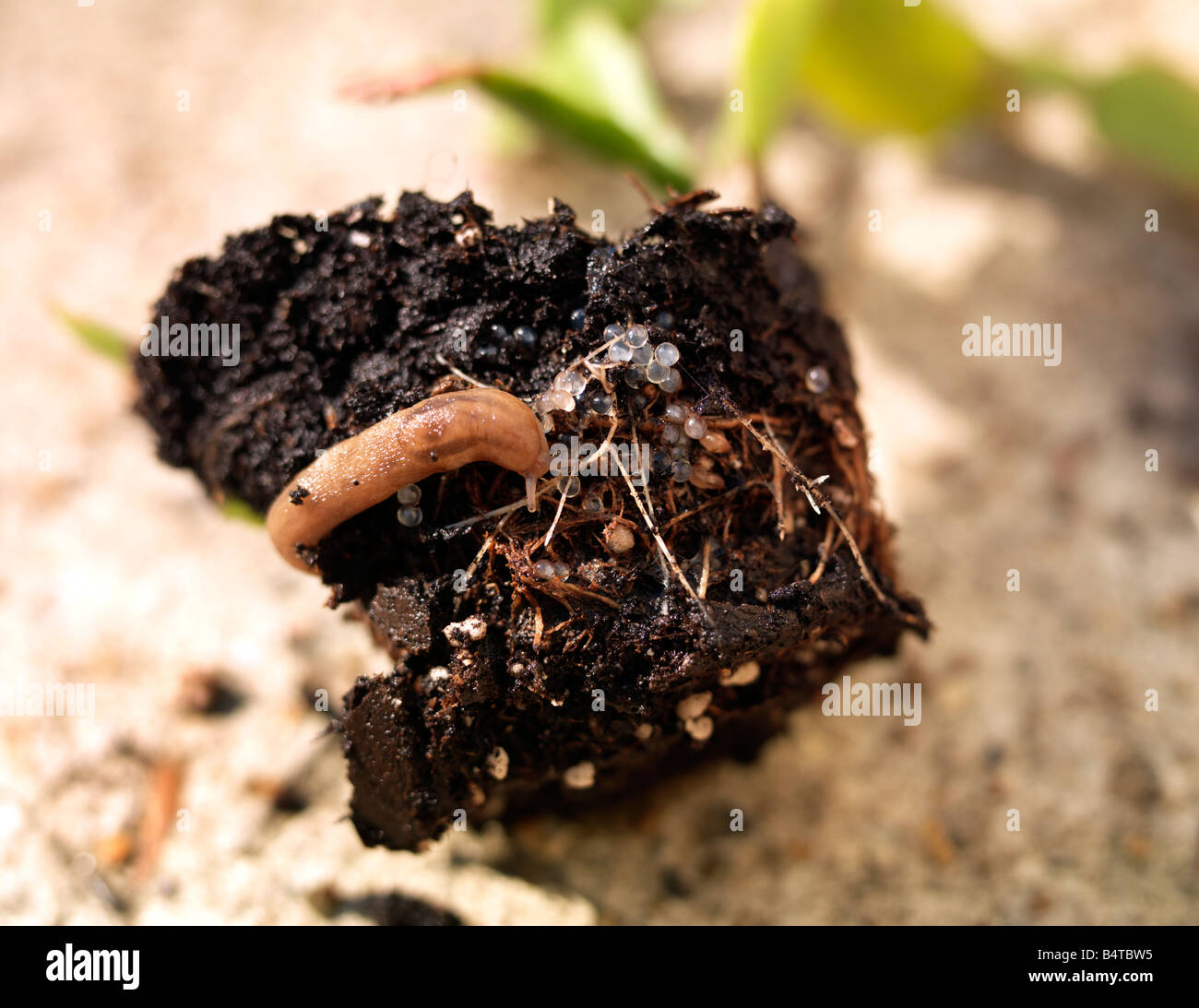 Slug eggs hi-res stock photography and images - Alamy