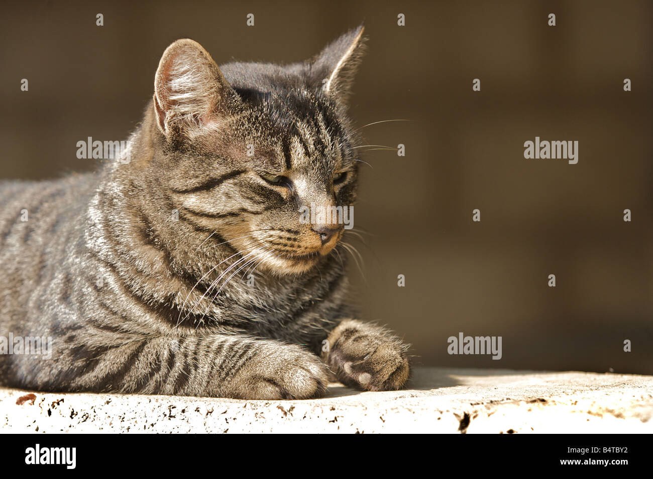 Close up of a cat Stock Photo - Alamy