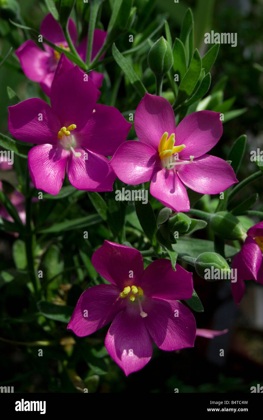 Orphium frutescens orphium frutescens hi-res stock photography and ...