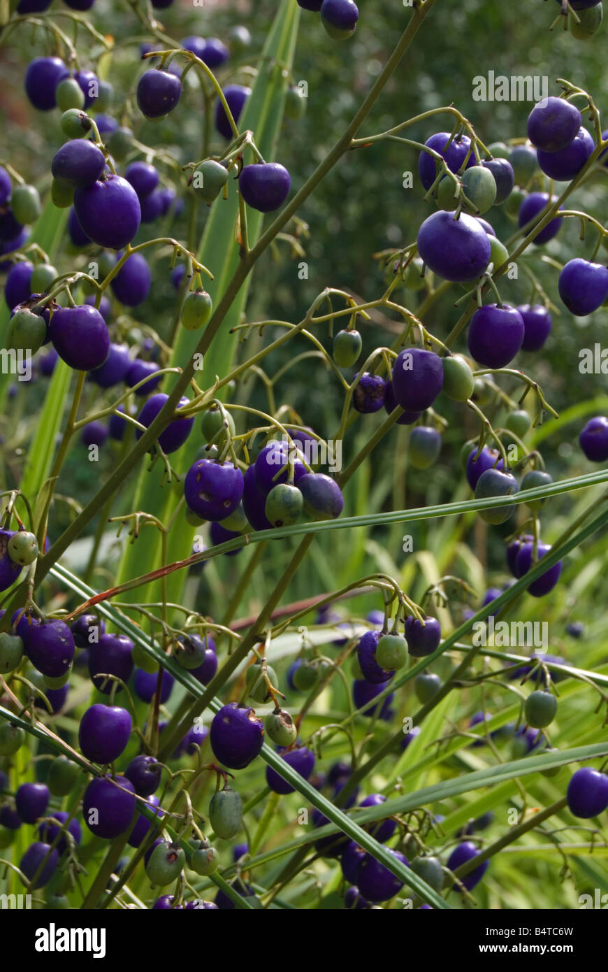 Dianella hi-res stock photography and images - Alamy