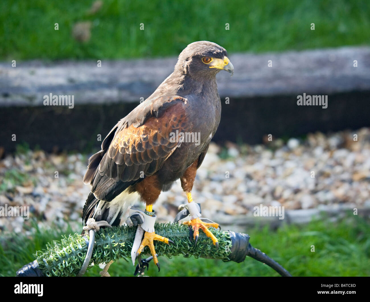 American harris hawk falconry perch hi-res stock photography and images ...