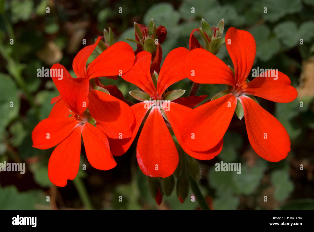 Pelargonium inquinans, Scarlet Pelargonium Stock Photo - Alamy