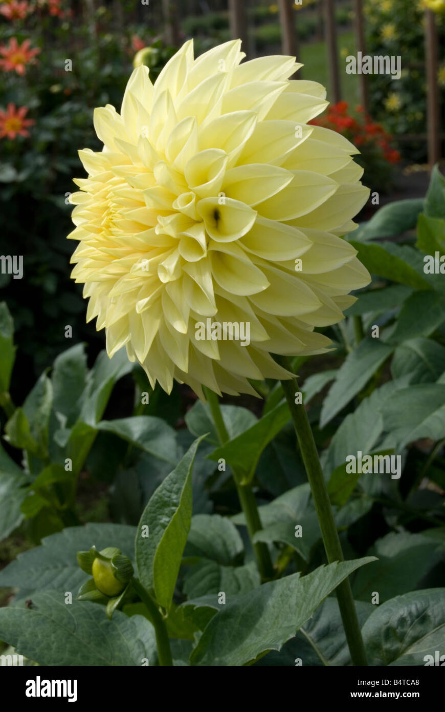 Dahlia 'Trengrove Millennium' Stock Photo - Alamy