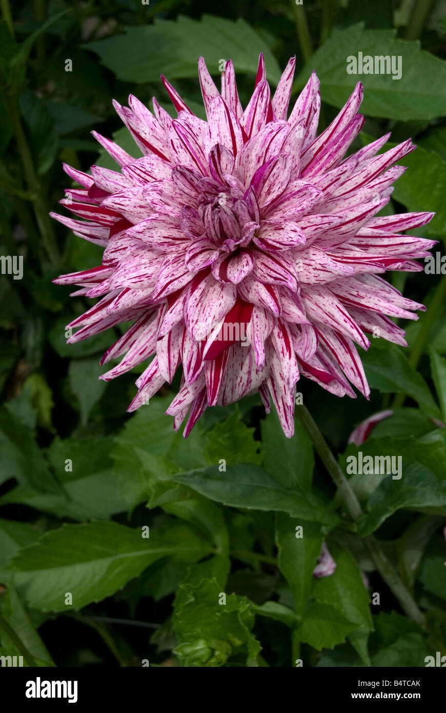 Dahlia 'Raspberry Ripple' Stock Photo - Alamy