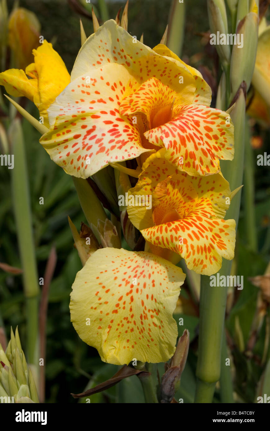 Canna cleopatra hi-res stock photography and images - Alamy