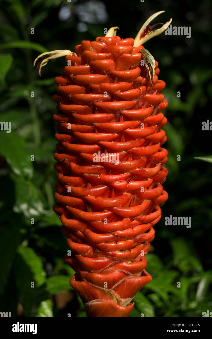 Ginger zingiber spectabile flowers hi-res stock photography and images ...