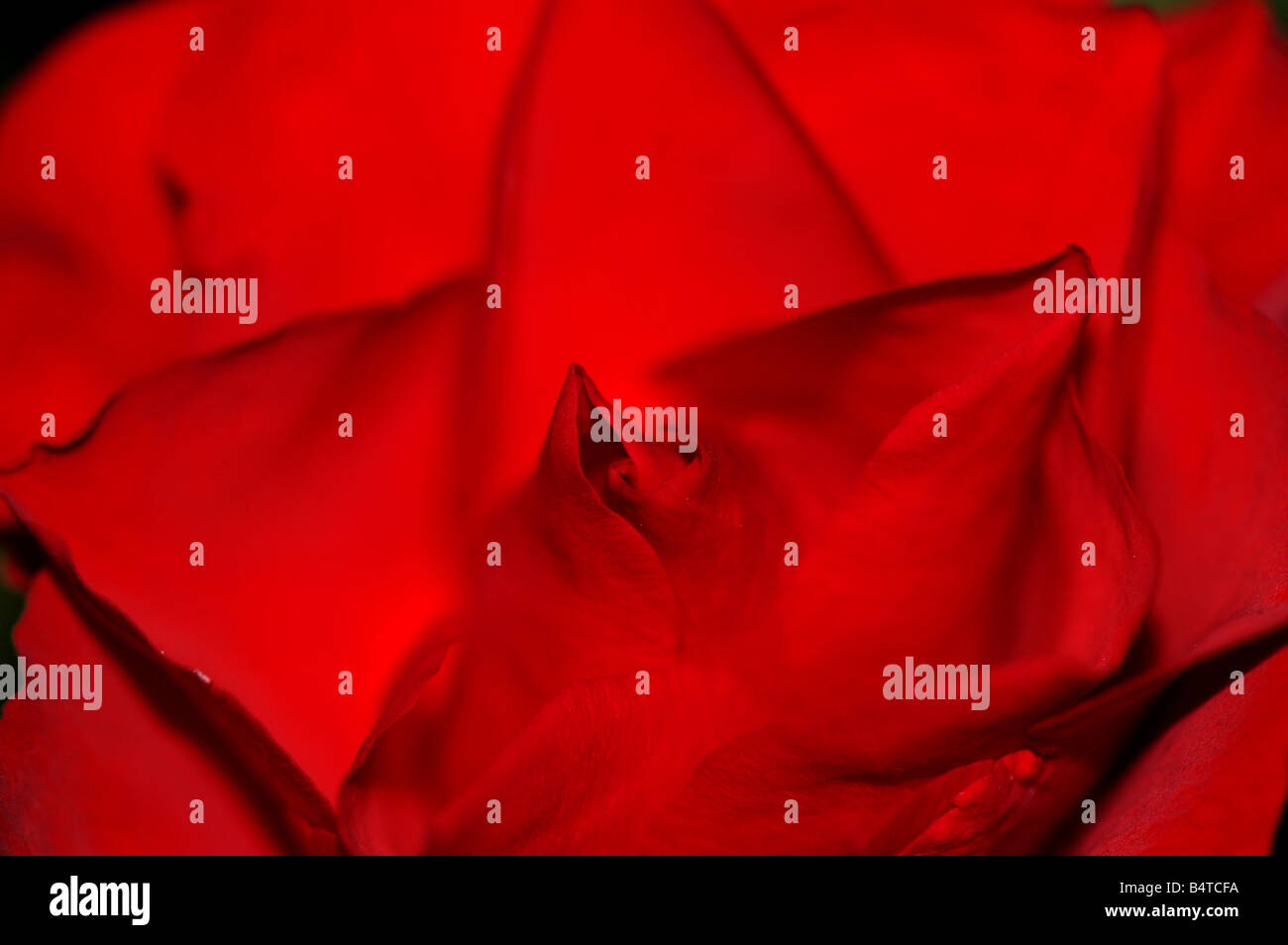 A close up of a red rose Stock Photo - Alamy