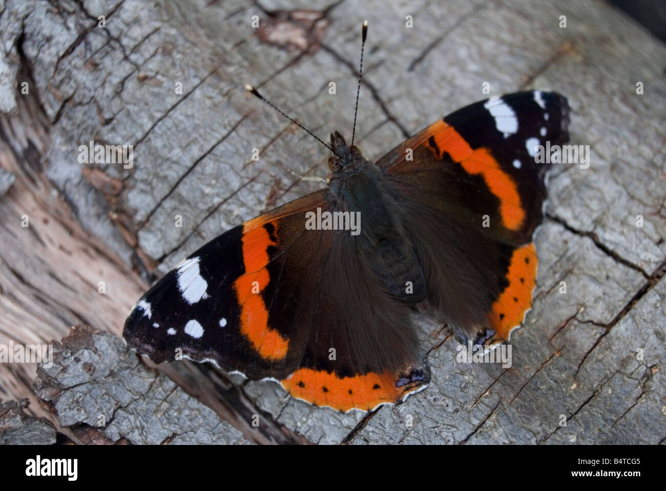 Red admiral butterfly, Vanessa atalanta Stock Photo - Alamy