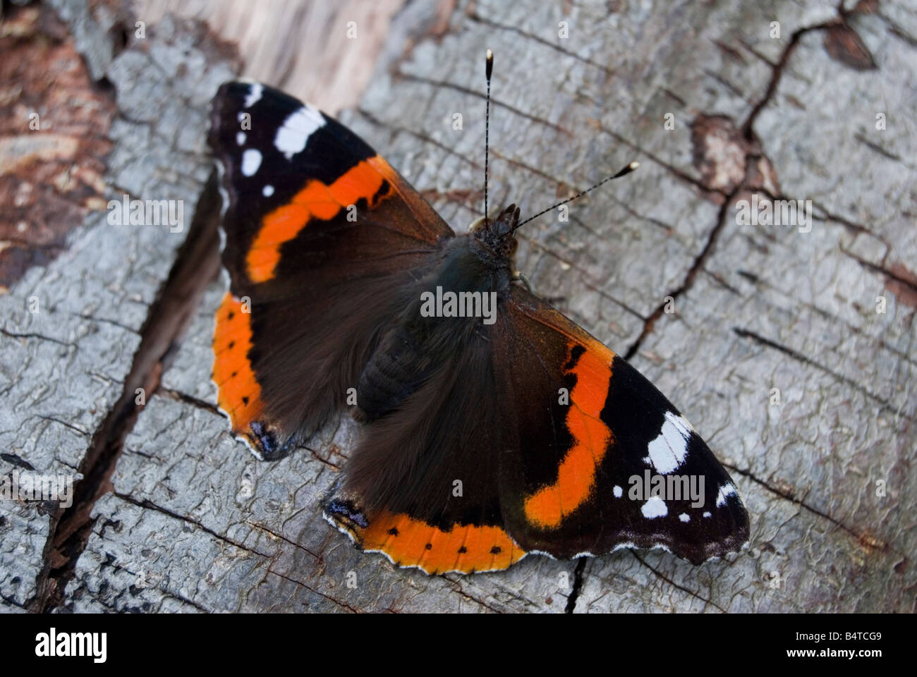 Red admiral butterfly, Vanessa atalanta Stock Photo - Alamy