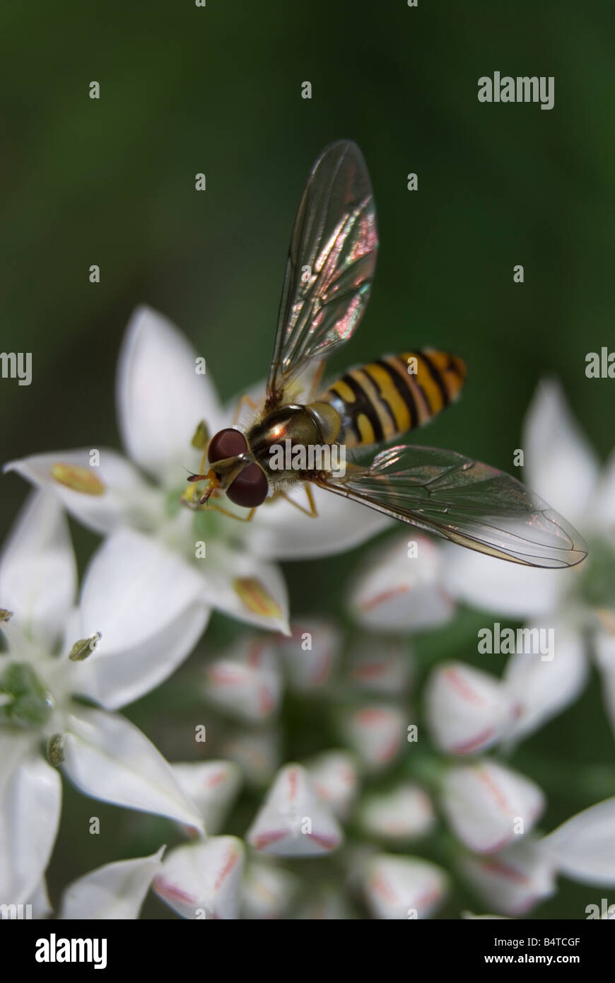 Balteatus hi-res stock photography and images - Alamy