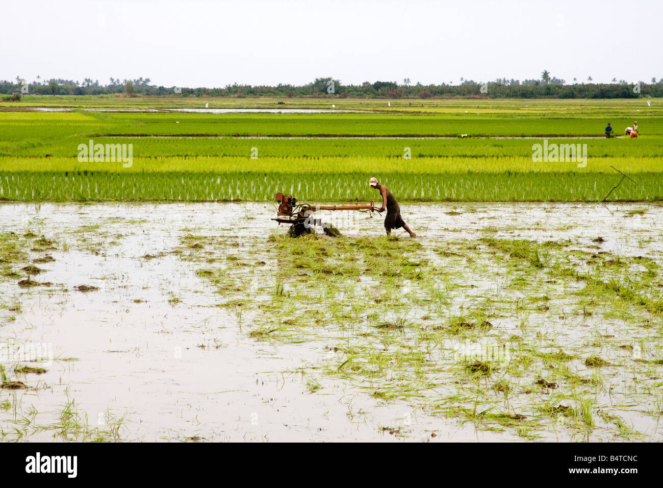 Wet rice farming hi-res stock photography and images - Alamy