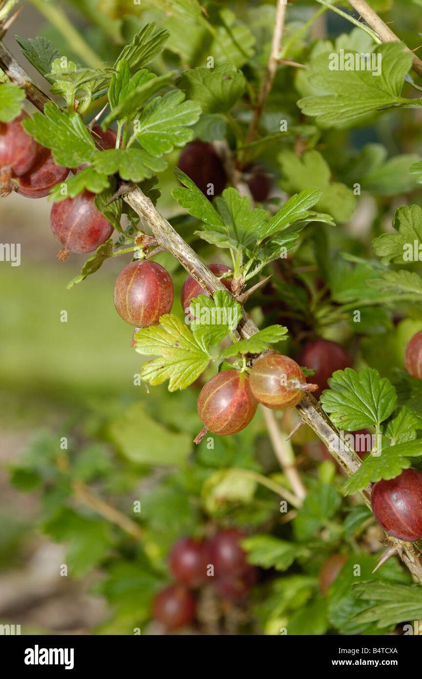 Red Gooseberries growing on bush Stock Photo - Alamy