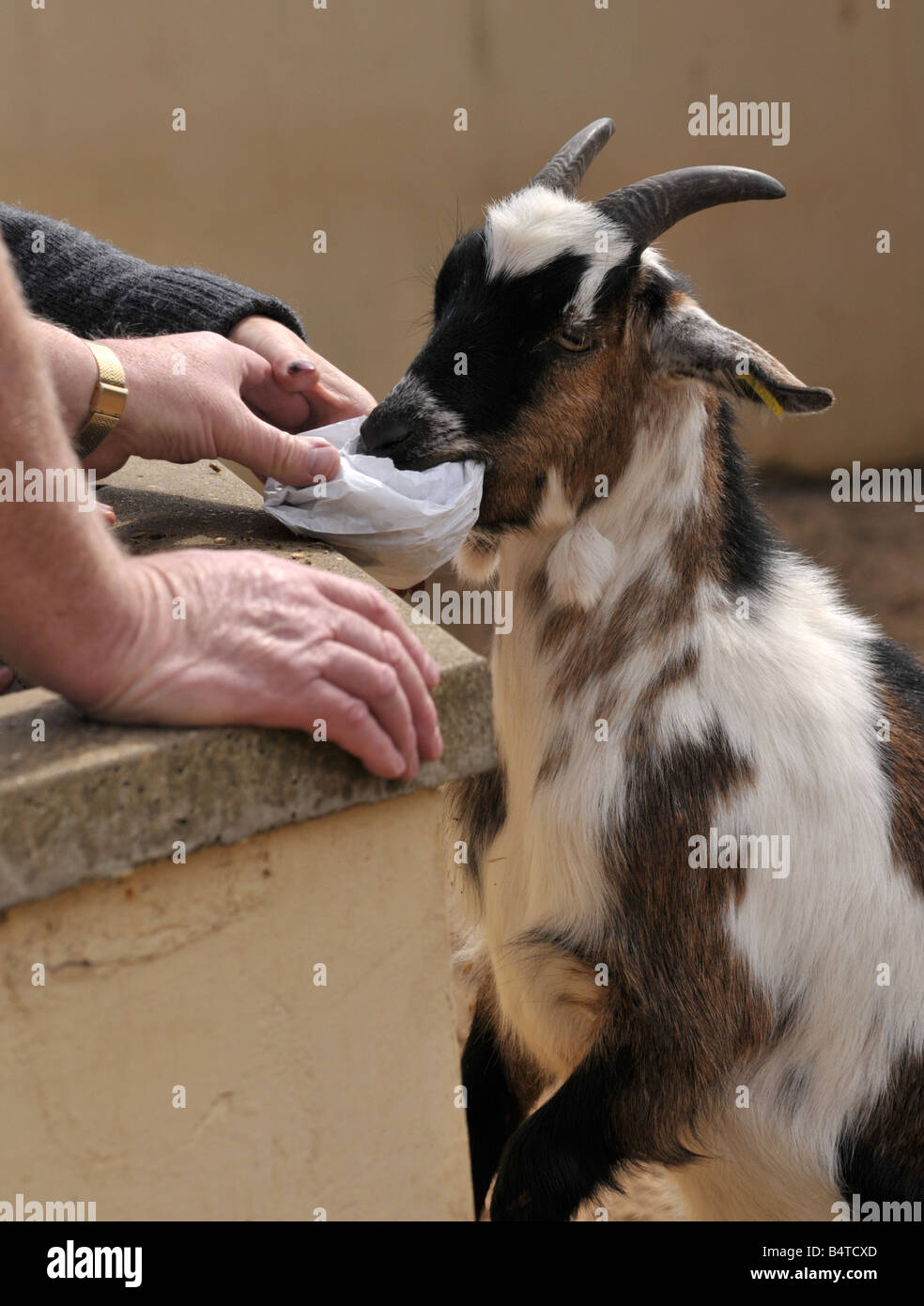 Goat or bag hi-res stock photography and images - Alamy