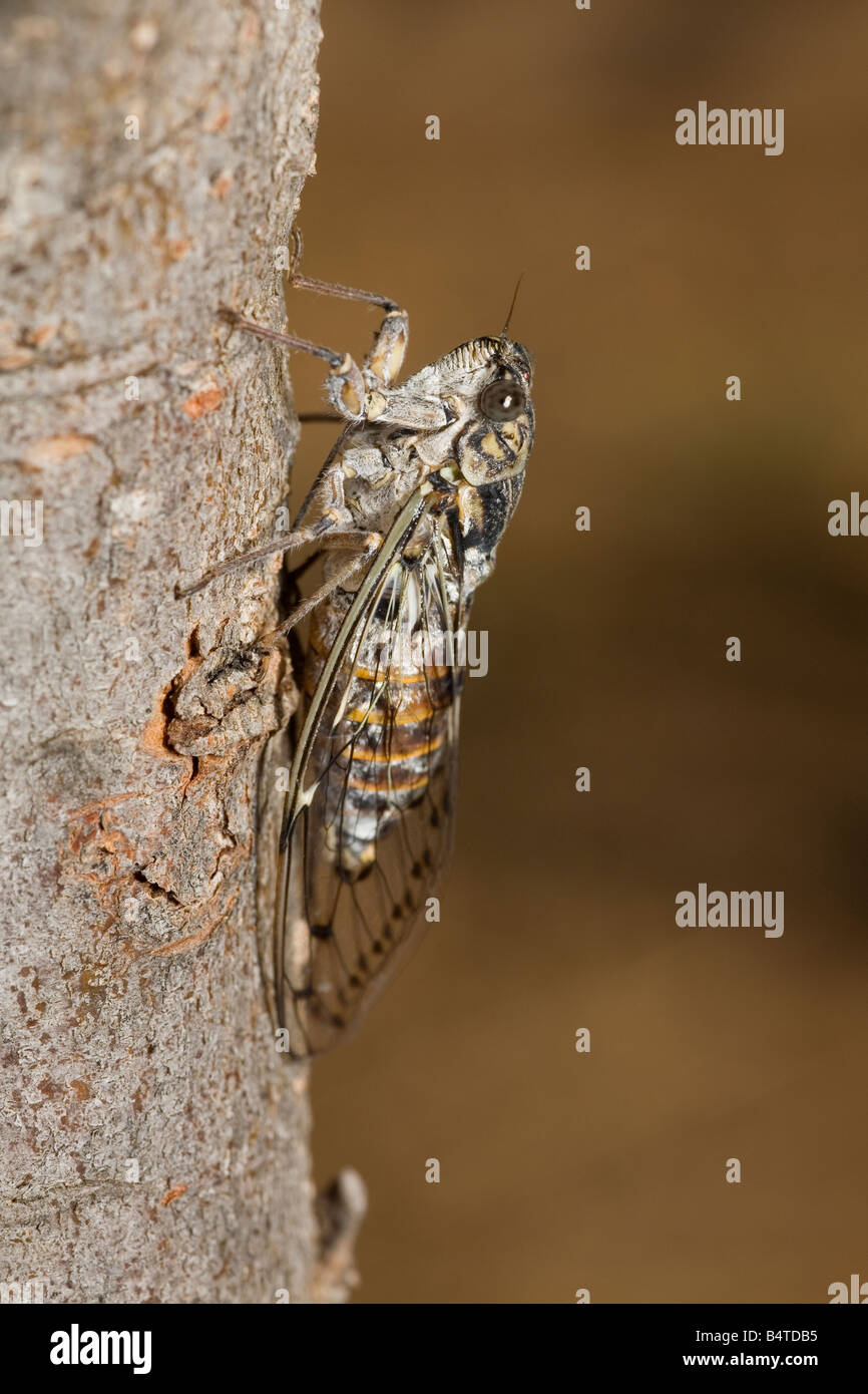 Cicada orni Peloponnese Greece Stock Photo - Alamy