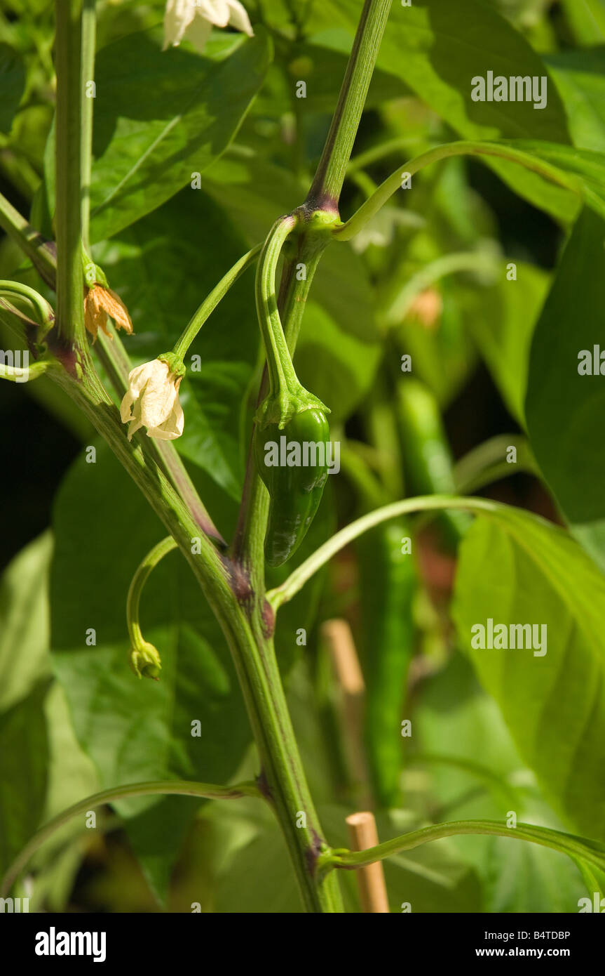 Green chillies growing on plant plants close up inside a greenhouse ...