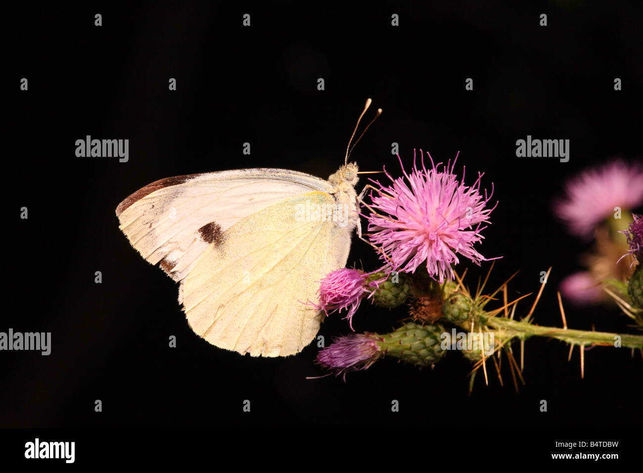 Large White Pieris brassicae Peloponnese Greece Stock Photo - Alamy