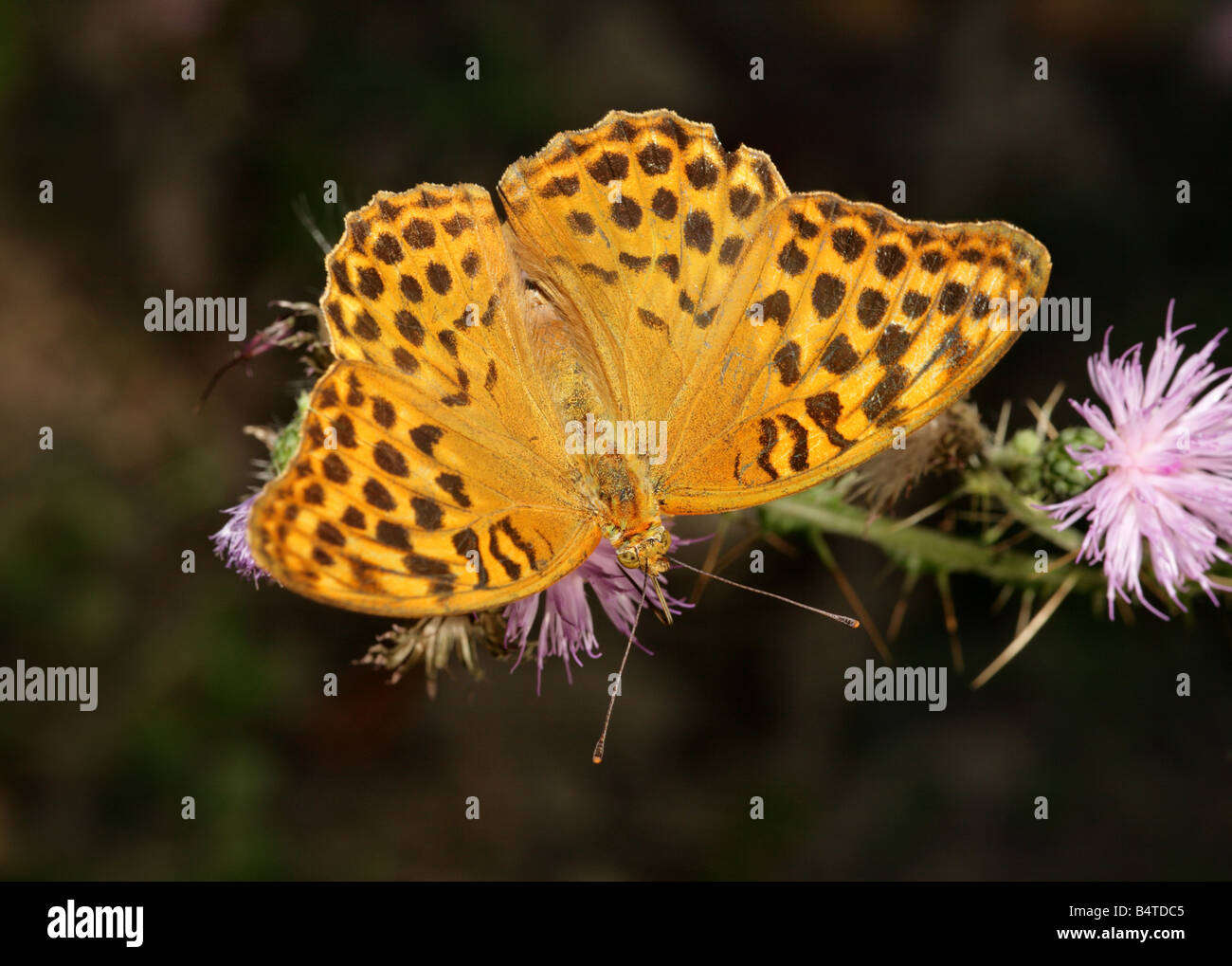 Silver washed Fritillary butterfly Argynnis paphia Greece Stock Photo ...