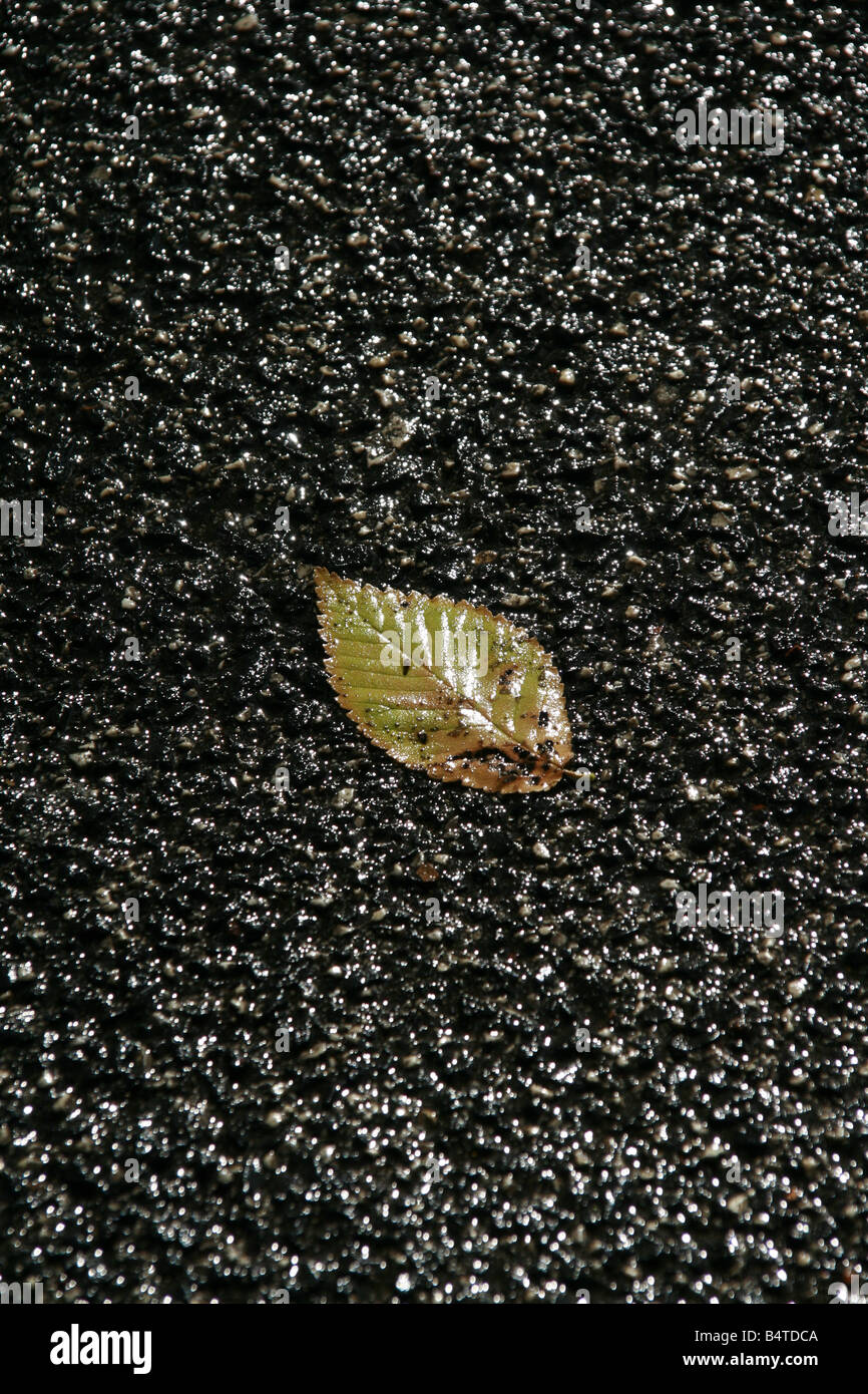 one single fallen leaf on wet road Stock Photo - Alamy