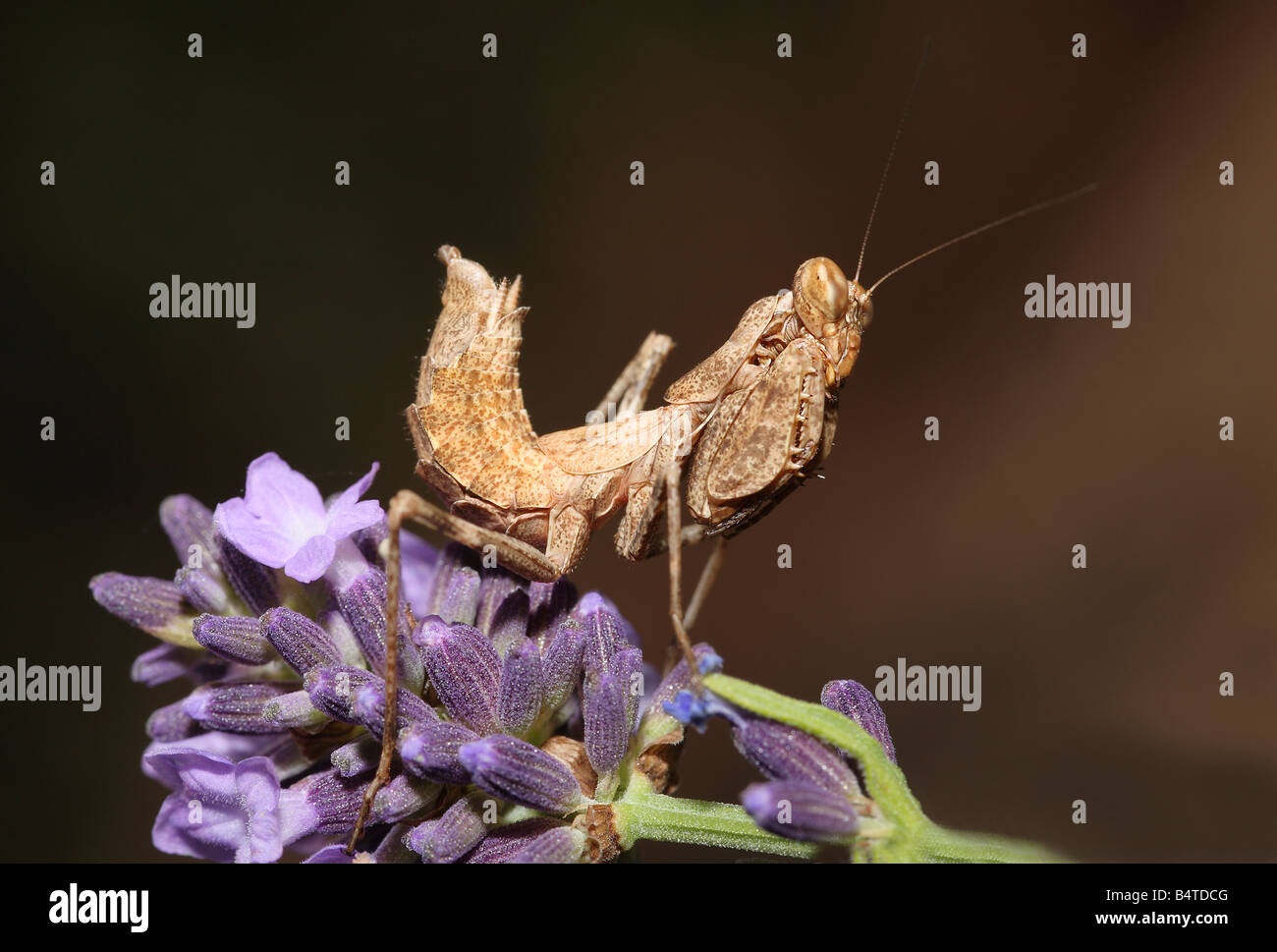 Praying mantis alien insect hi-res stock photography and images - Alamy