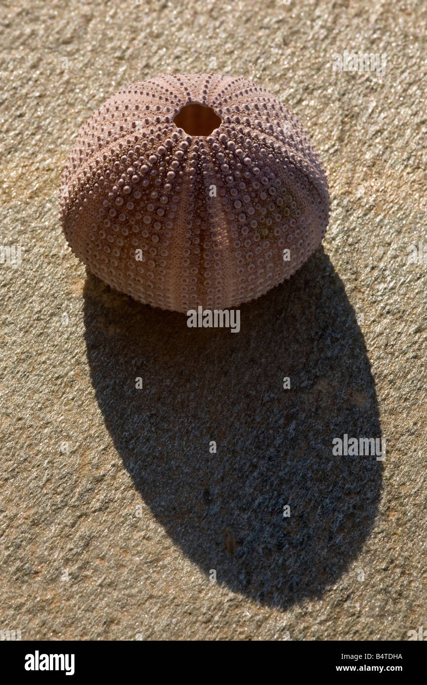 Purple Sea urchin Test Sphaerechinus granularis Mediterranean Greece ...