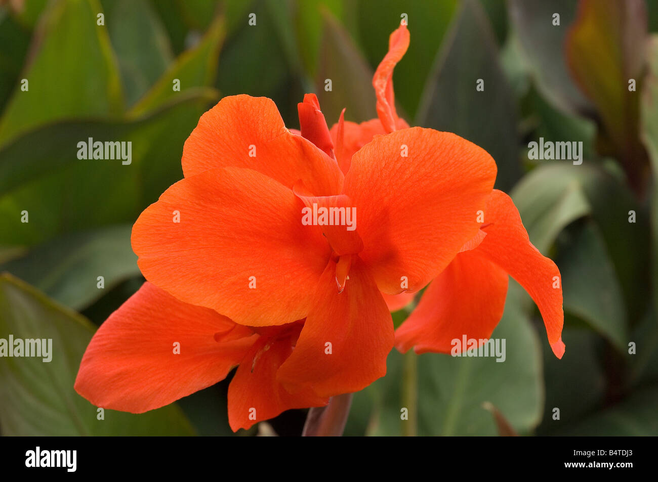 Orange red canna lily hi-res stock photography and images - Alamy