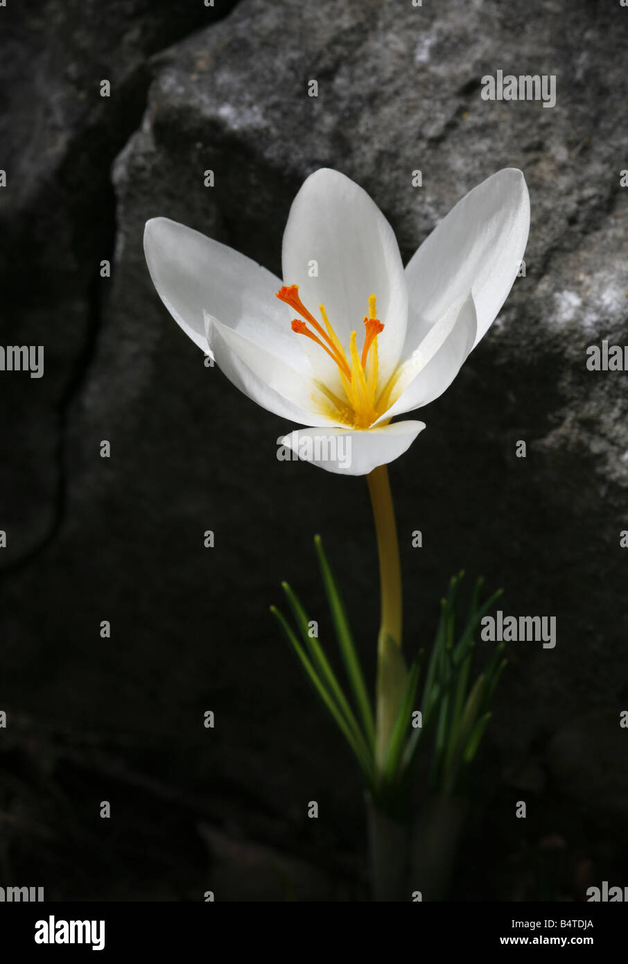 Pure white autumn crocus hi-res stock photography and images - Alamy