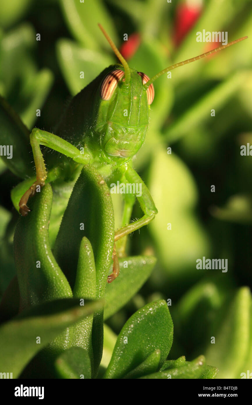 Bright green grasshopper locust nymph body 4cm long Family Acrididae ...