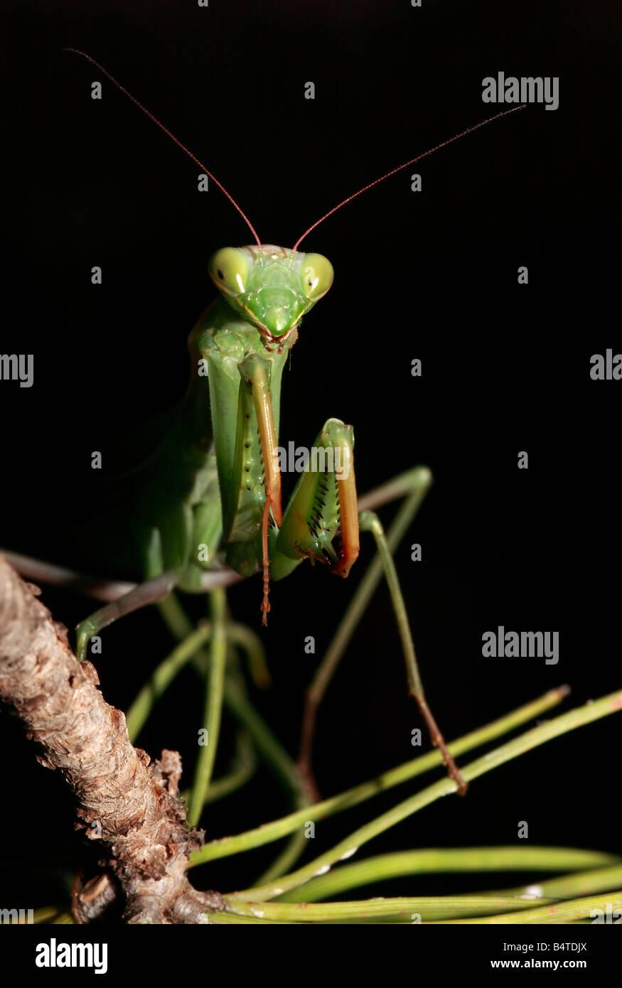 Praying Mantis Mantis religiosa Stock Photo - Alamy