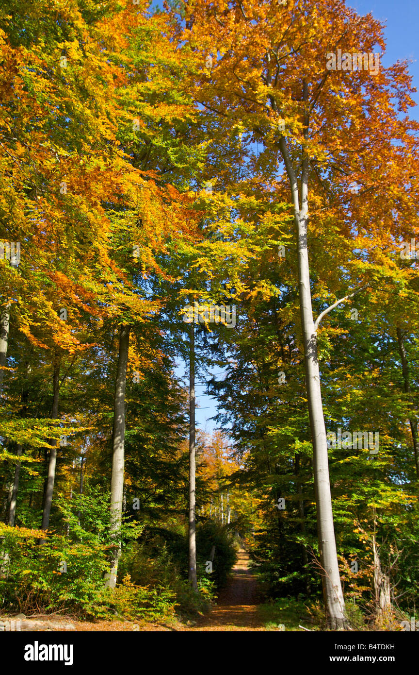 German forest in autumn Stock Photo - Alamy