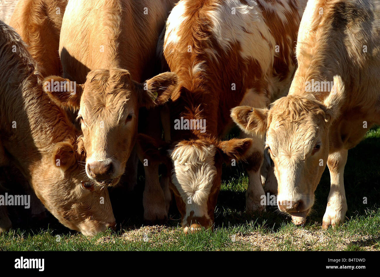 Agriculture Cattle Some Suckling Calves owned by Chairman of the ...