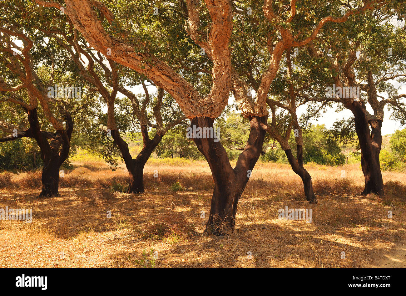 Cork trees stripped of their bark hi-res stock photography and images ...