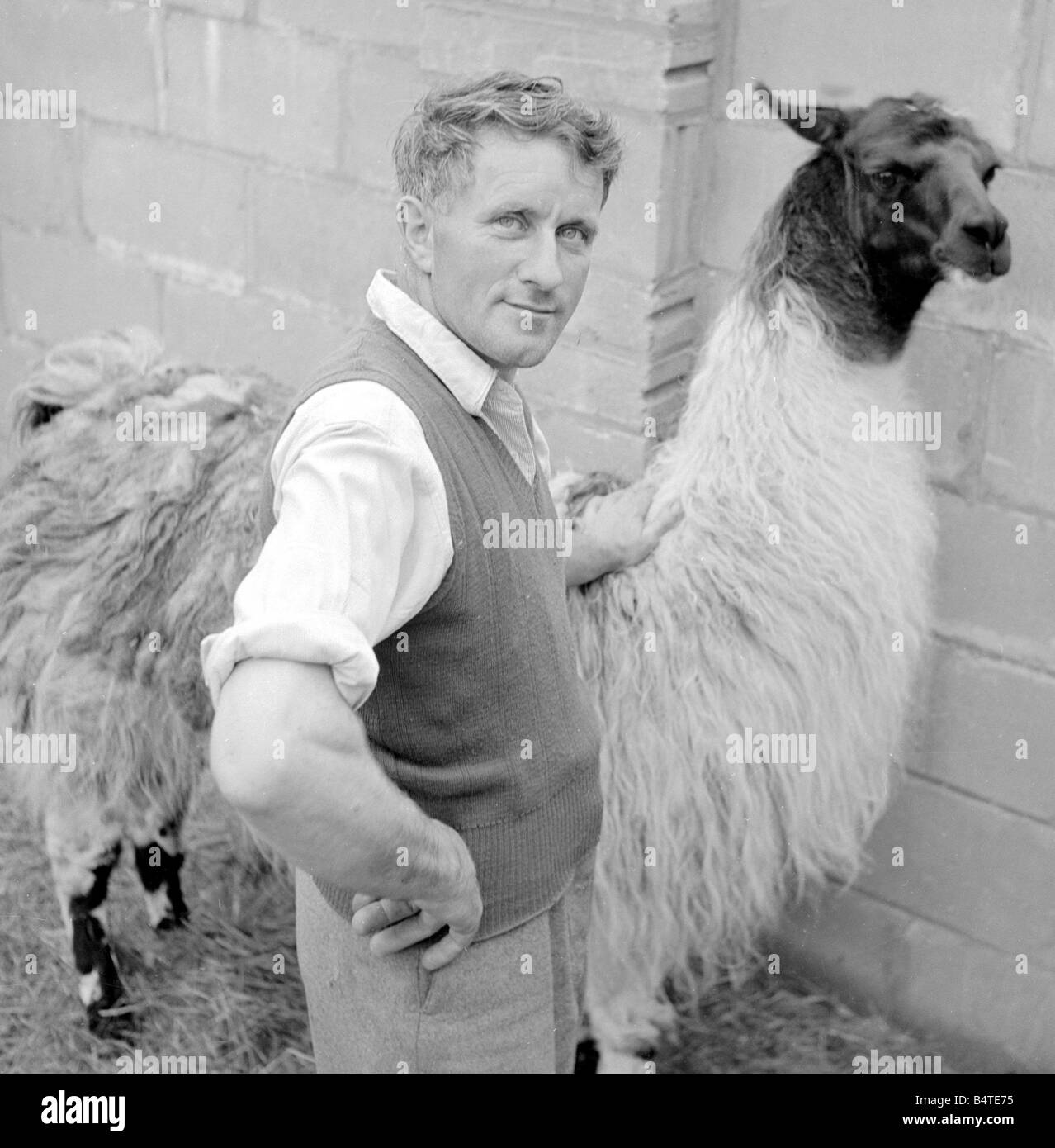 Zoo Keeper with a llama Circa 1958 Stock Photo - Alamy
