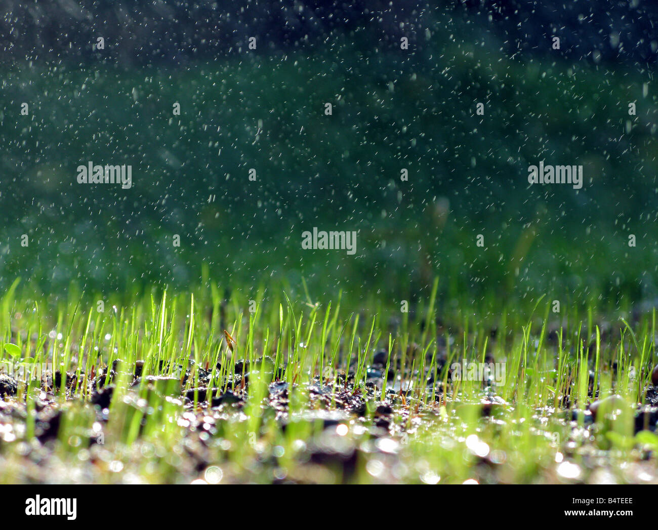 Newley seeded grass being watered Stock Photo - Alamy