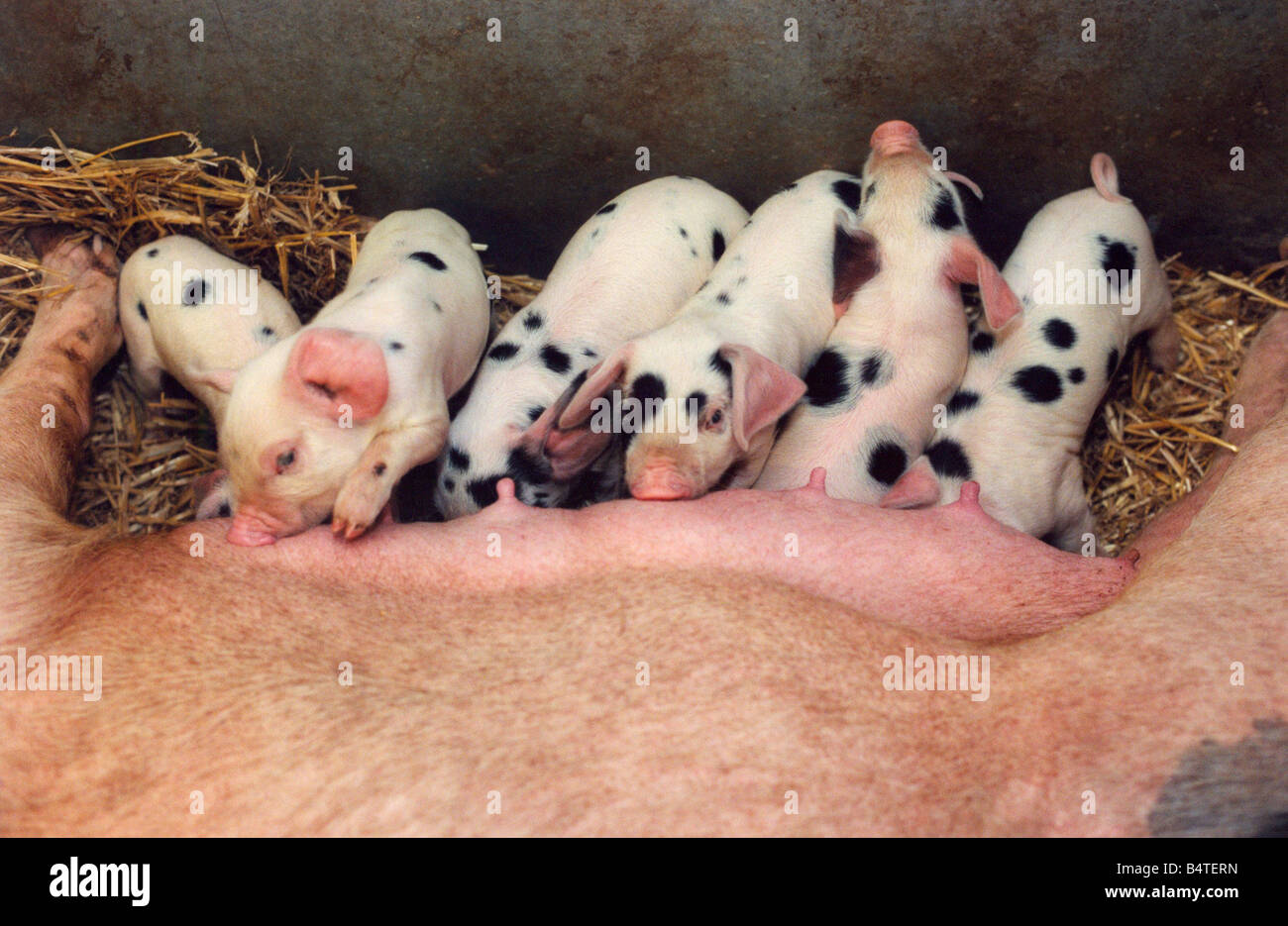 A litter of piglets at feeding time Stock Photo - Alamy